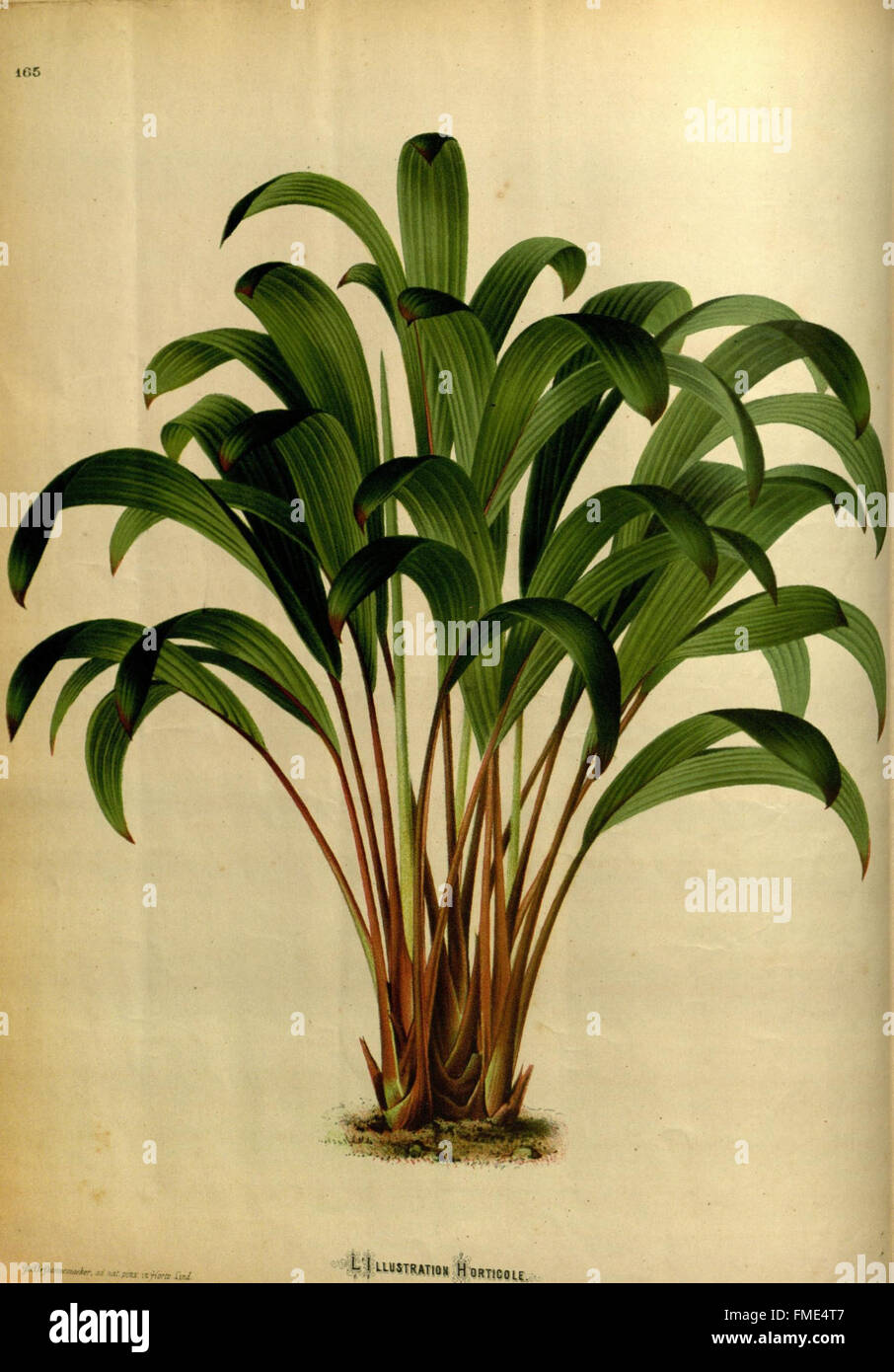 A French horticultural magazine offering articles, illustrations, and ...