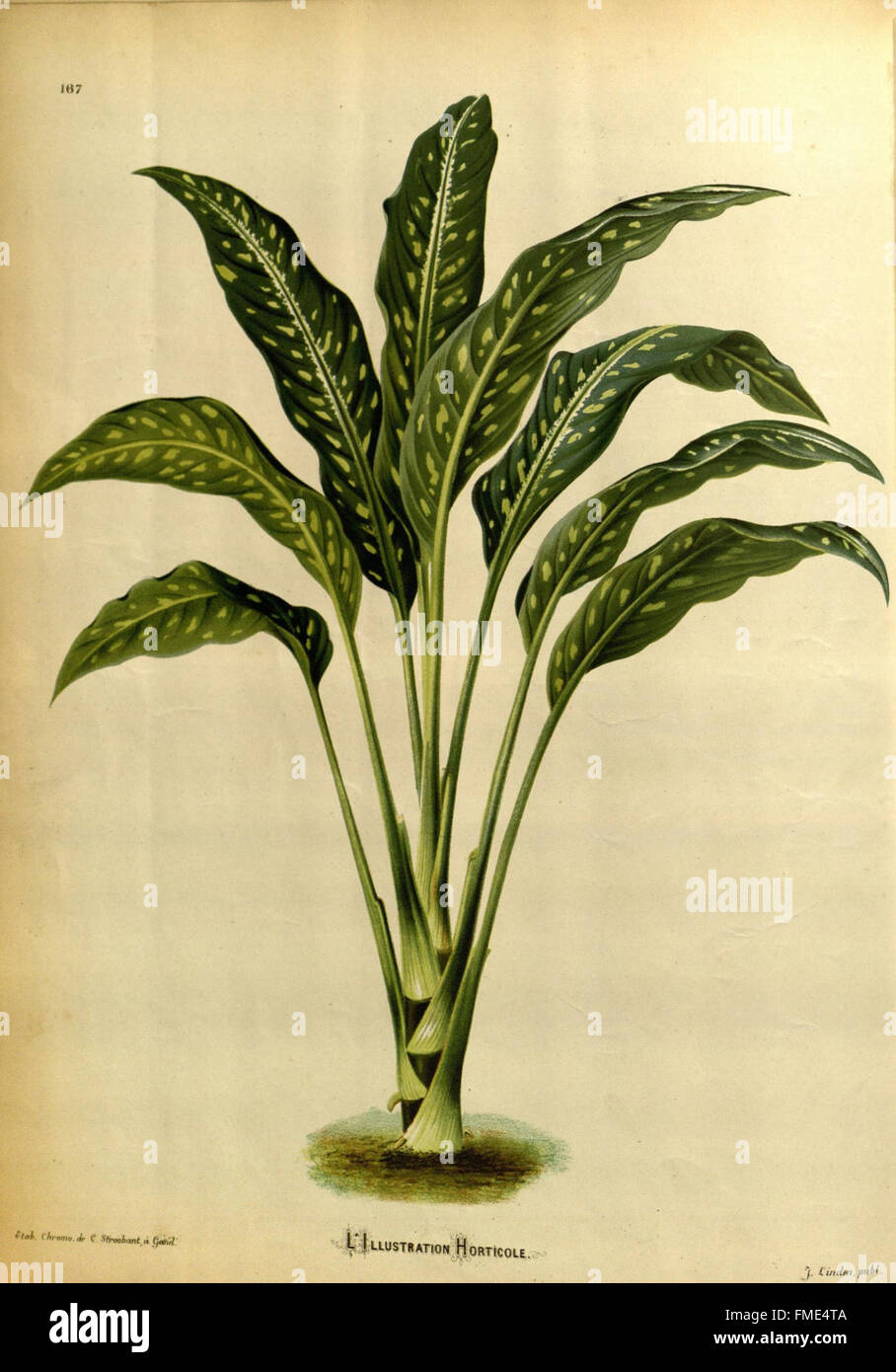 'L'Illustration Horticol' is a French horticultural journal offering ...