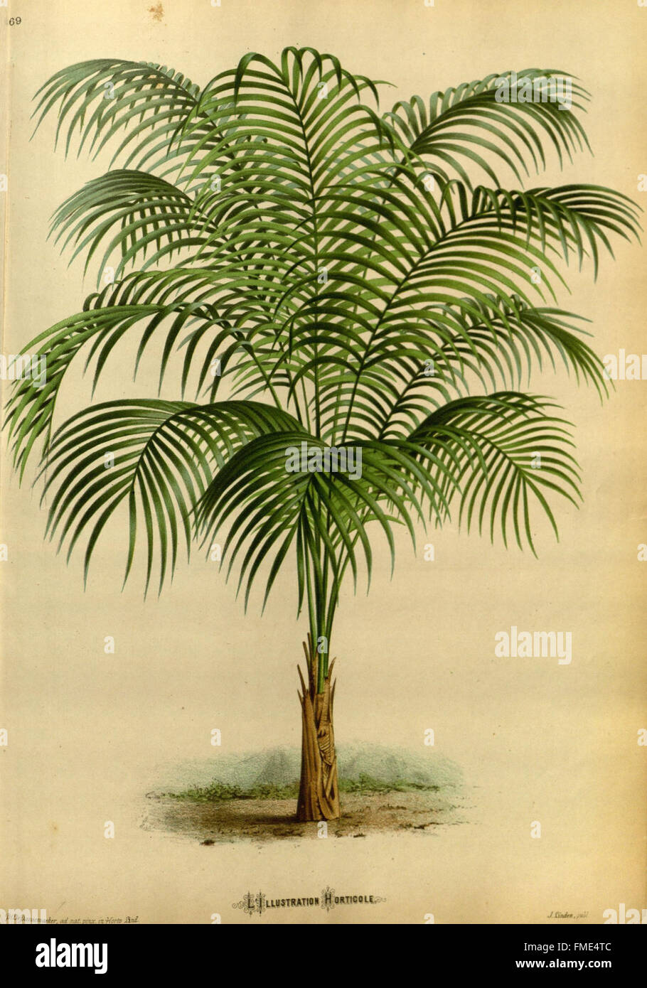 'L'Illustration Horticole' is a detailed journal focusing on ...