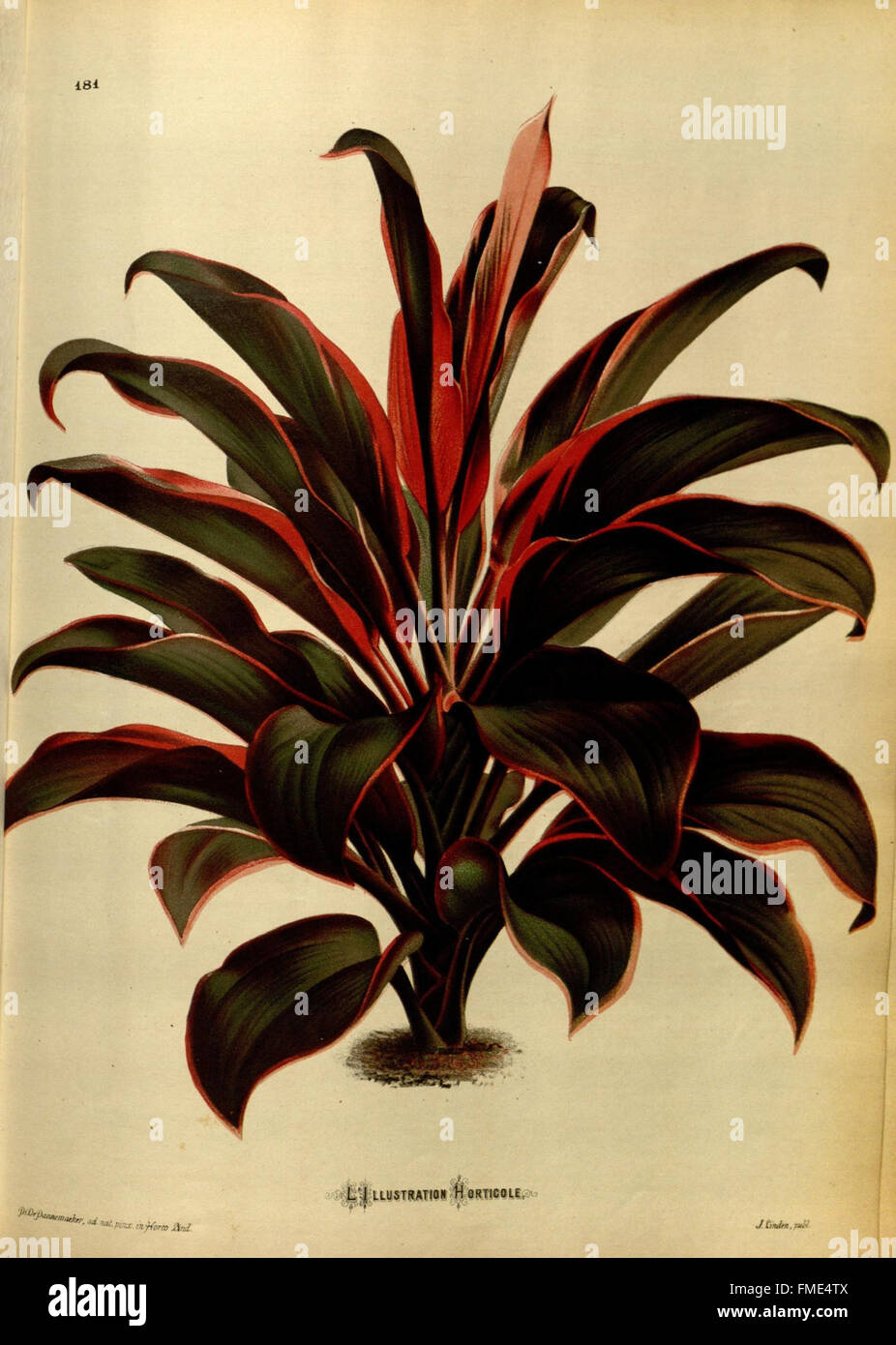 'L'Illustration Horticole' is a horticultural journal featuring ...