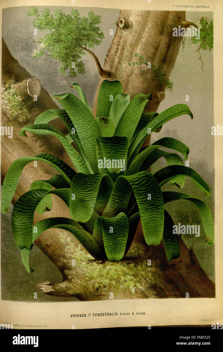 L'Illustration horticole is a publication focused on the art and ...