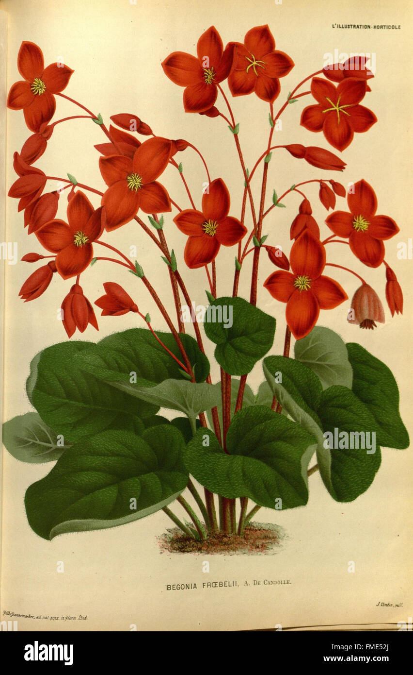 *L'Illustration horticole* is a French horticultural publication ...