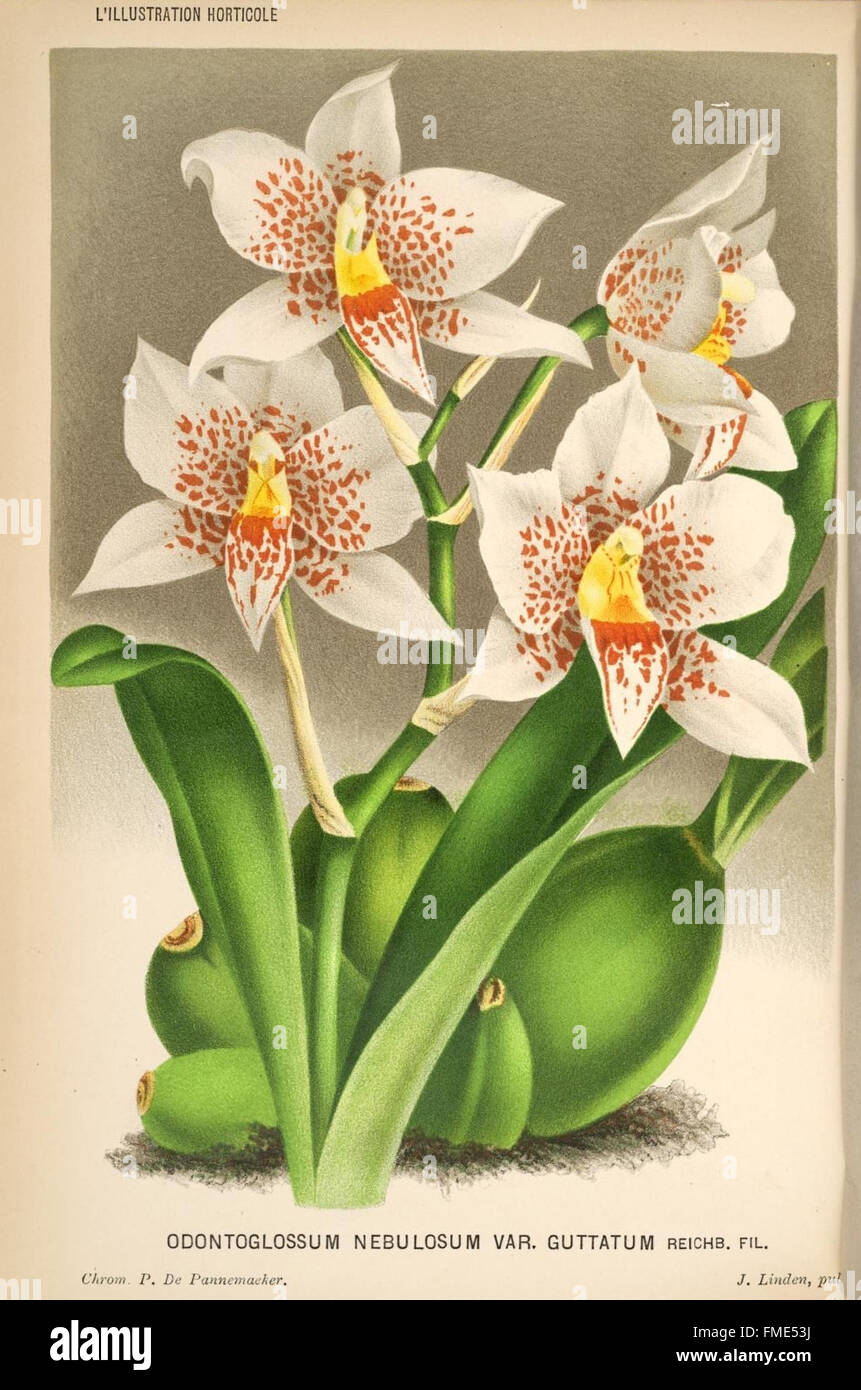 'L'Illustration Horticole' is a French horticultural magazine that ...