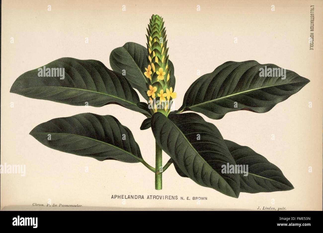 'L'Illustration Horticol' is a French horticultural magazine that ...