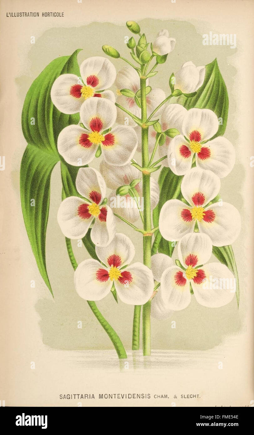 'L'Illustration Horticol' is a French horticultural publication ...