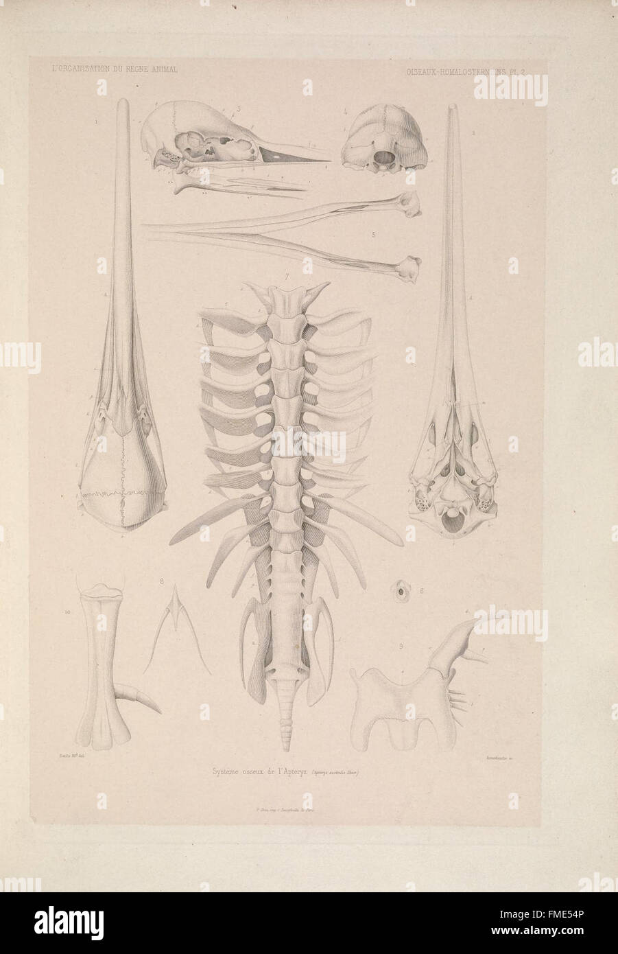 This plate from 'L'Organisation du Règne Animal' illustrates the ...