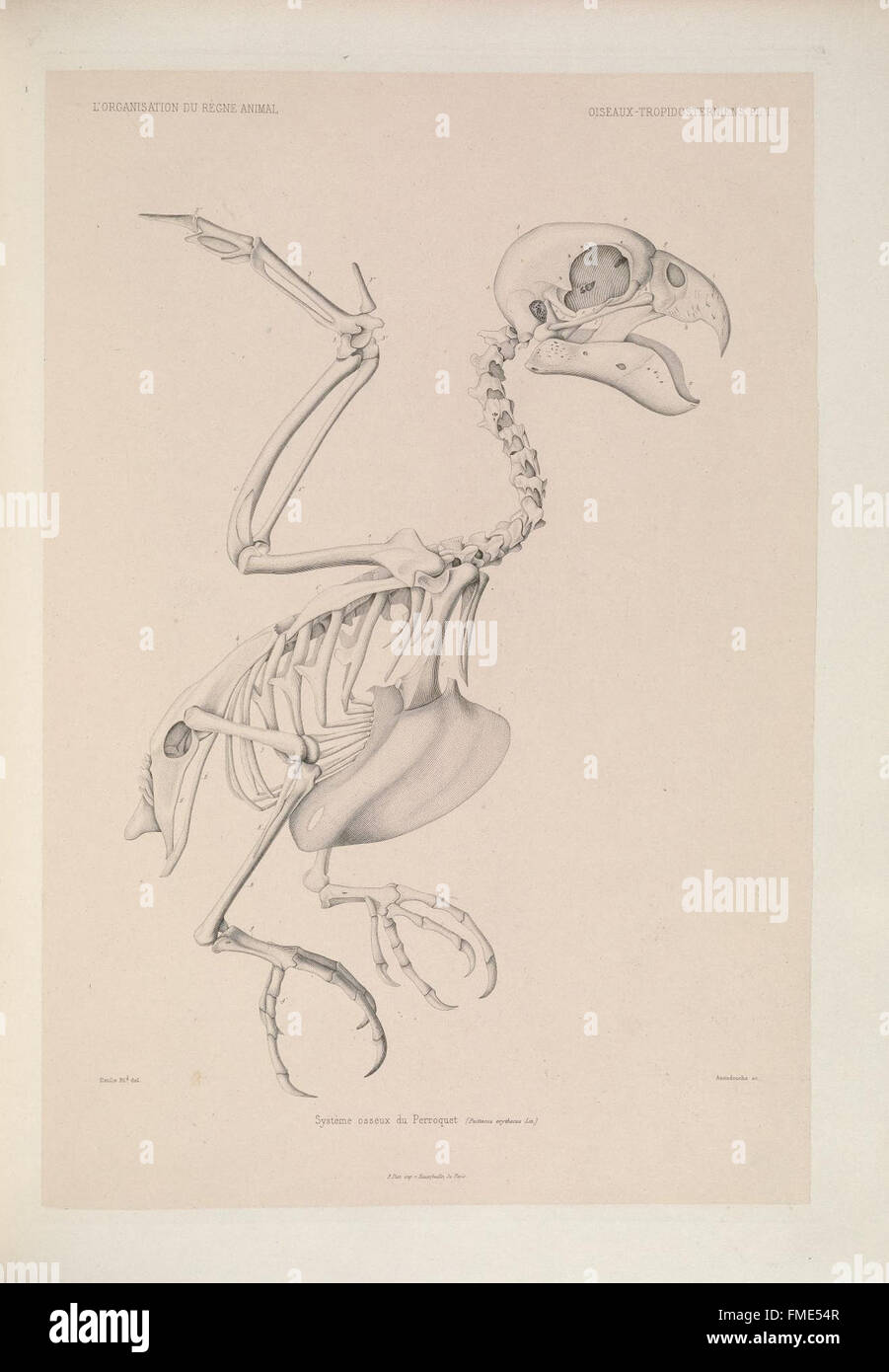 This illustration from 'L'Organisation du Règne animal' depicts the ...