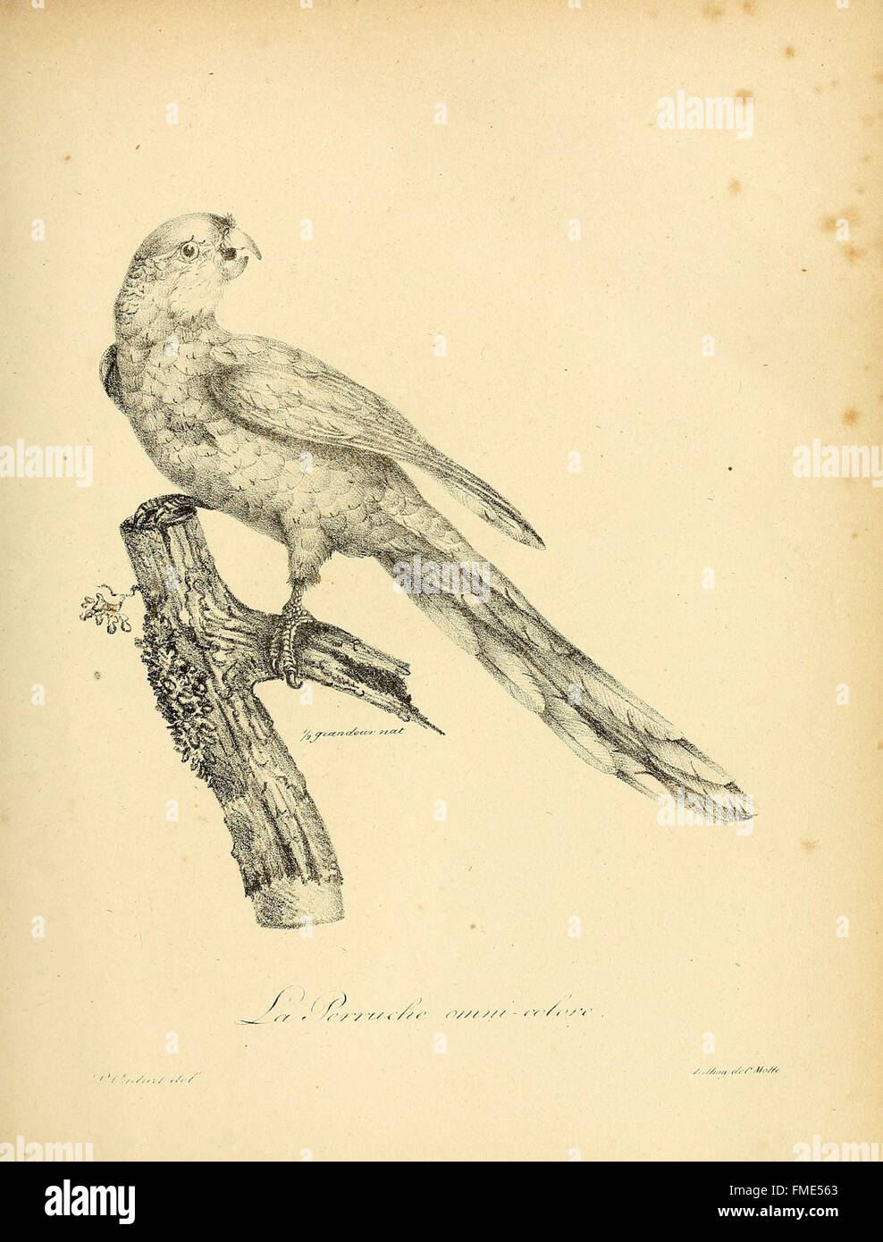 La Galerie des Oiseaux is a French work featuring detailed ...