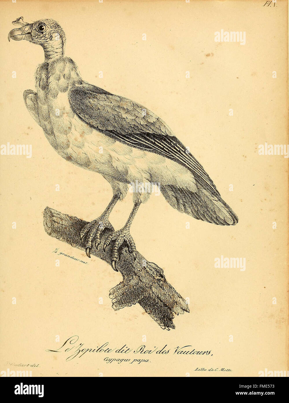 Plate 1 from 'La galerie des oiseaux' presents detailed artistic ...