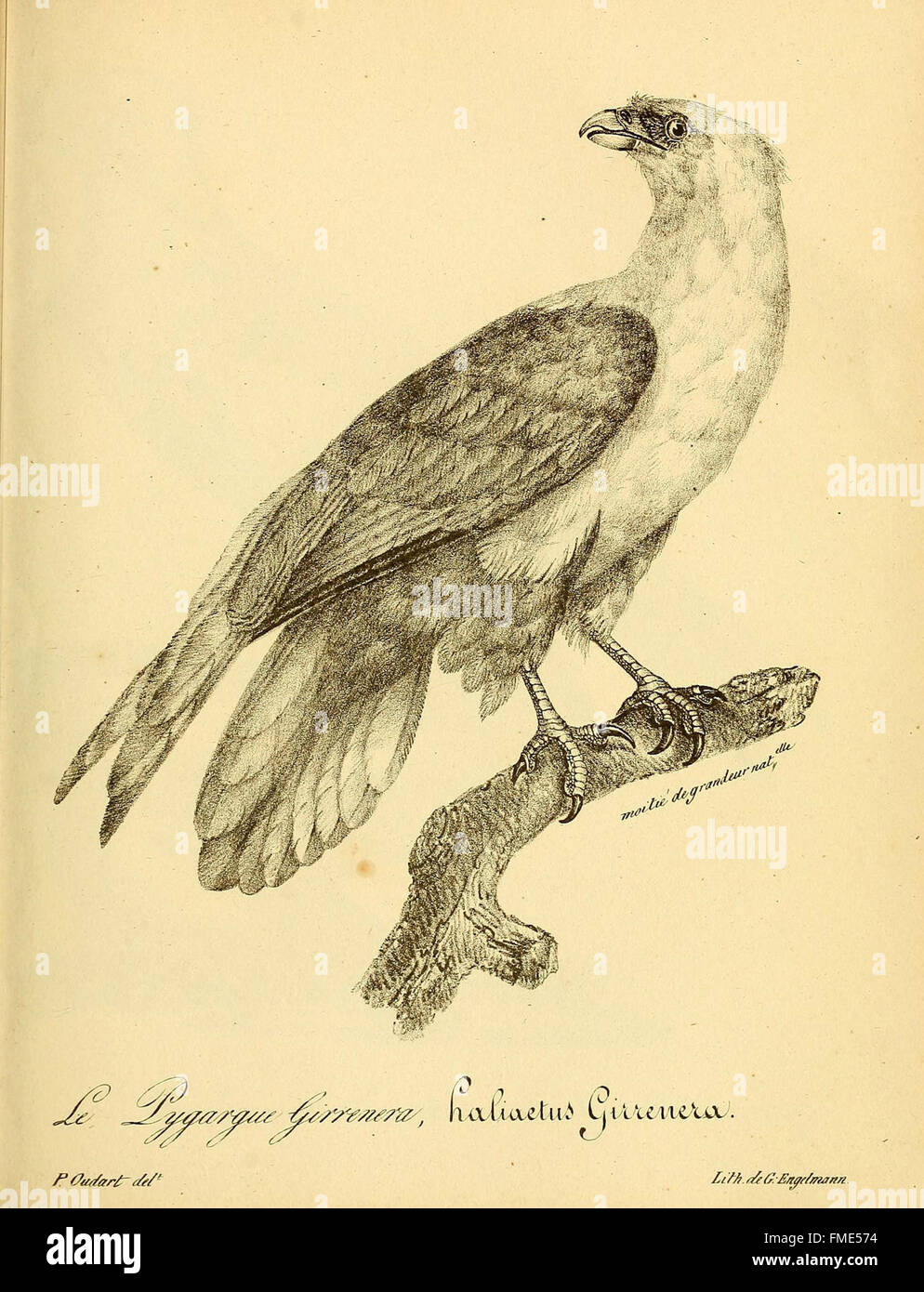 This plate from 'La Galerie des Oiseaux' showcases various species of ...