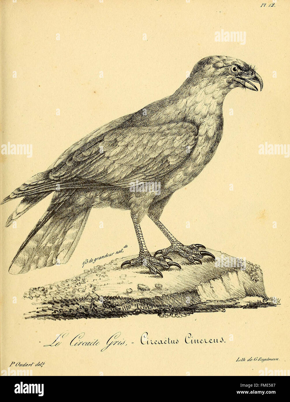 An illustration from 'La Galerie des Oiseaux', featuring various bird ...