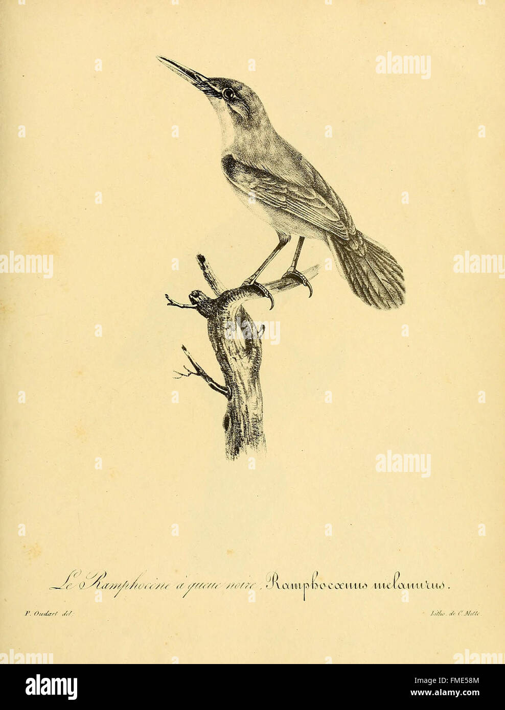 'La Galerie des Oiseaux' (Pl. 128) showcases an array of bird species ...