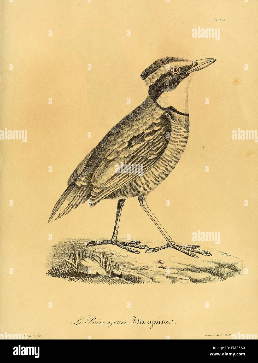 'La galerie des oiseaux' (The Gallery of Birds), authored by Louis ...