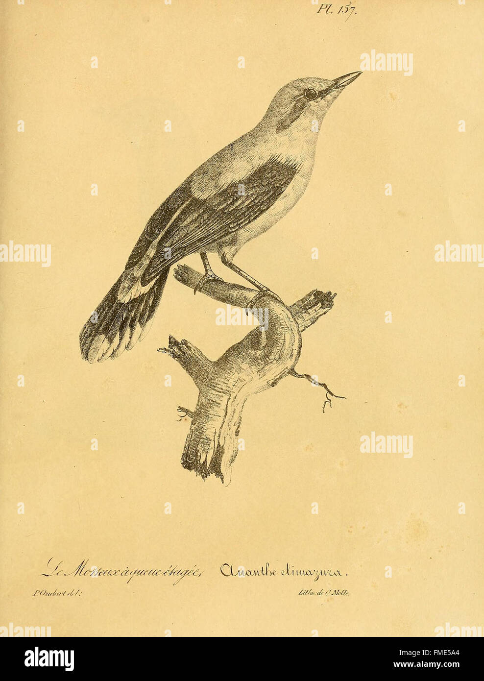 'La Galerie des Oiseaux' (The Gallery of Birds) showcases a collection ...