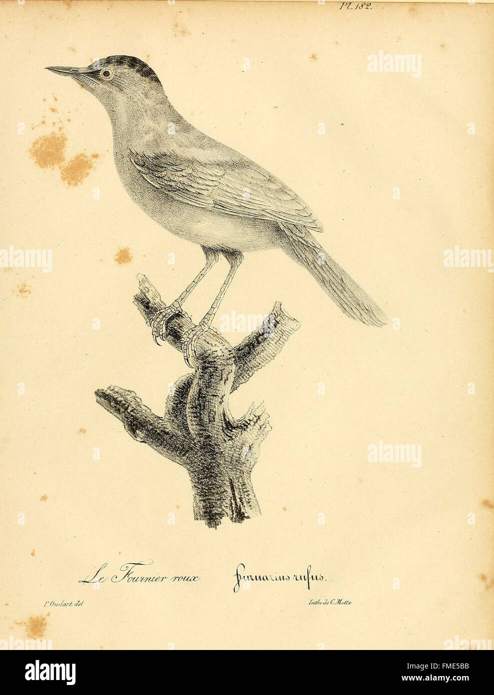 This French work presents a detailed illustration of various bird ...