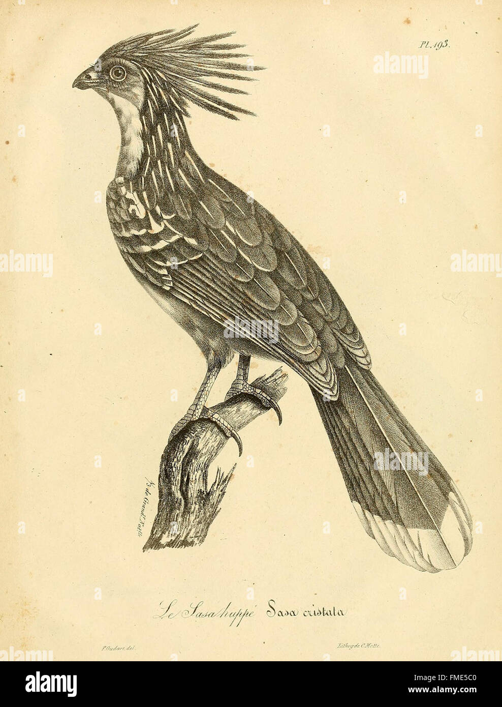Plate 193 from 'La Galerie des Oiseaux' features detailed illustrations ...