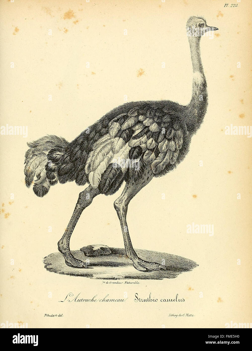 Plate 223 from 'La Galerie des Oiseaux' features an array of bird ...