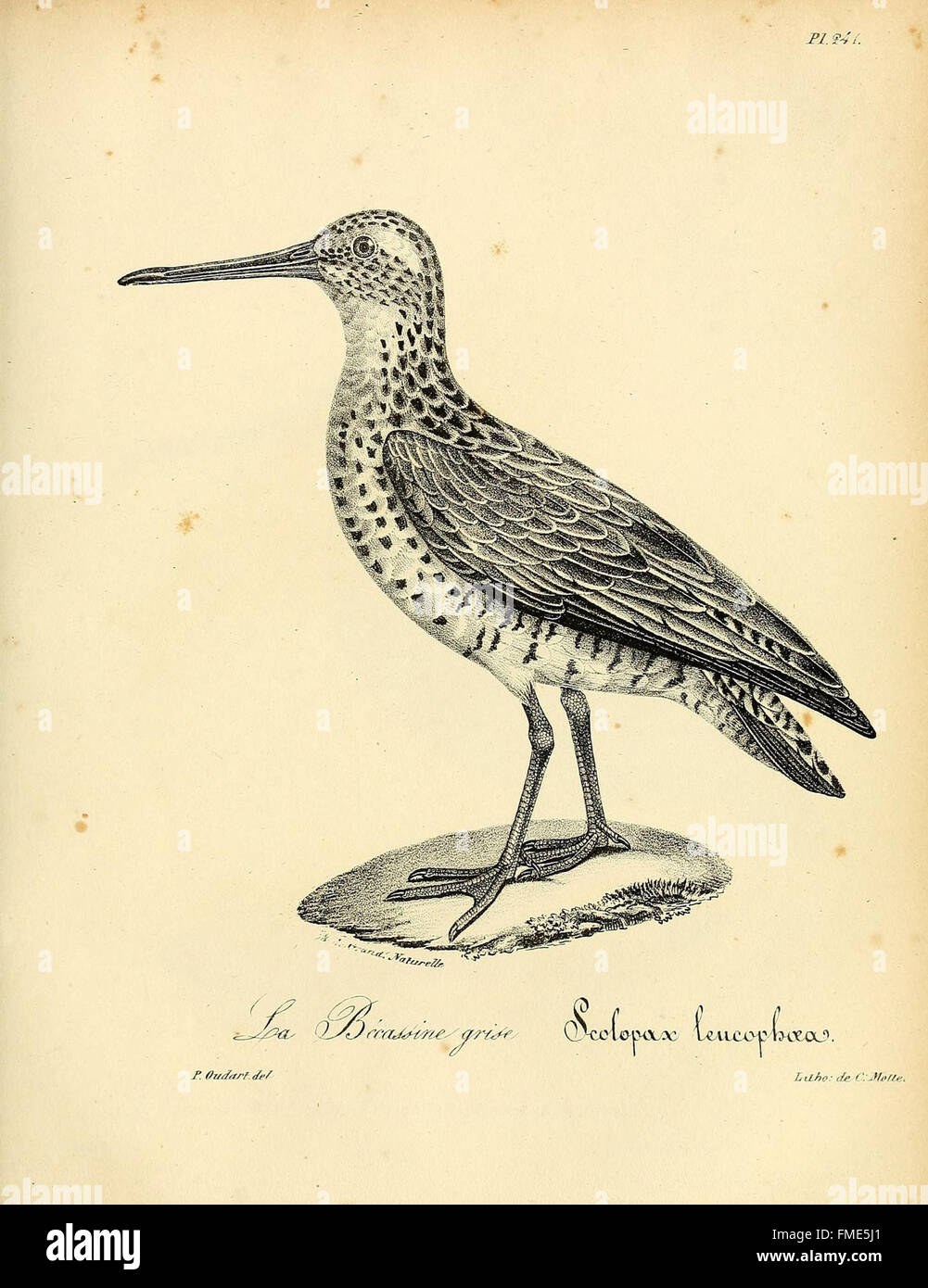 Plate 241 from 'La Galerie des Oiseaux' presents an array of bird ...