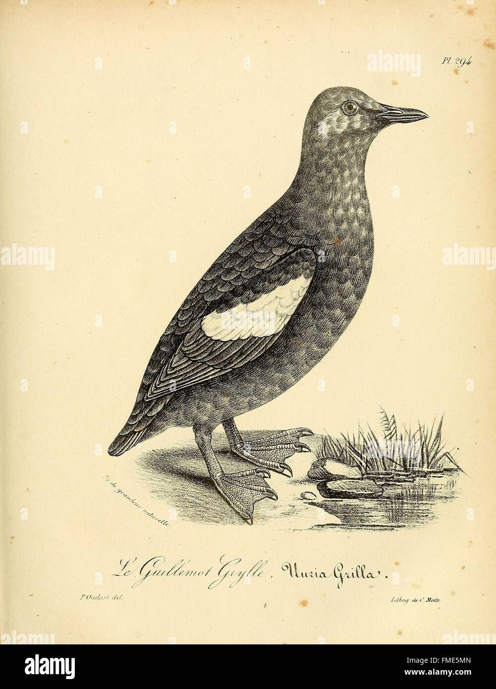 Plate 294 from 'La Galerie des Oiseaux' showcases detailed ...