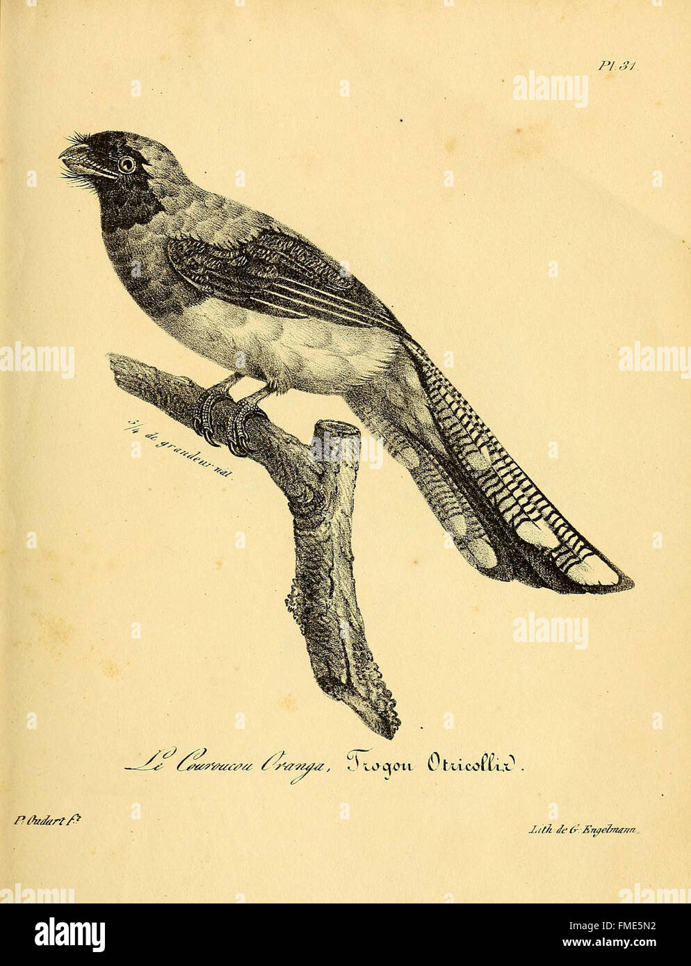 'La Galerie des Oiseaux' (The Gallery of Birds) Plate 31 presents a ...