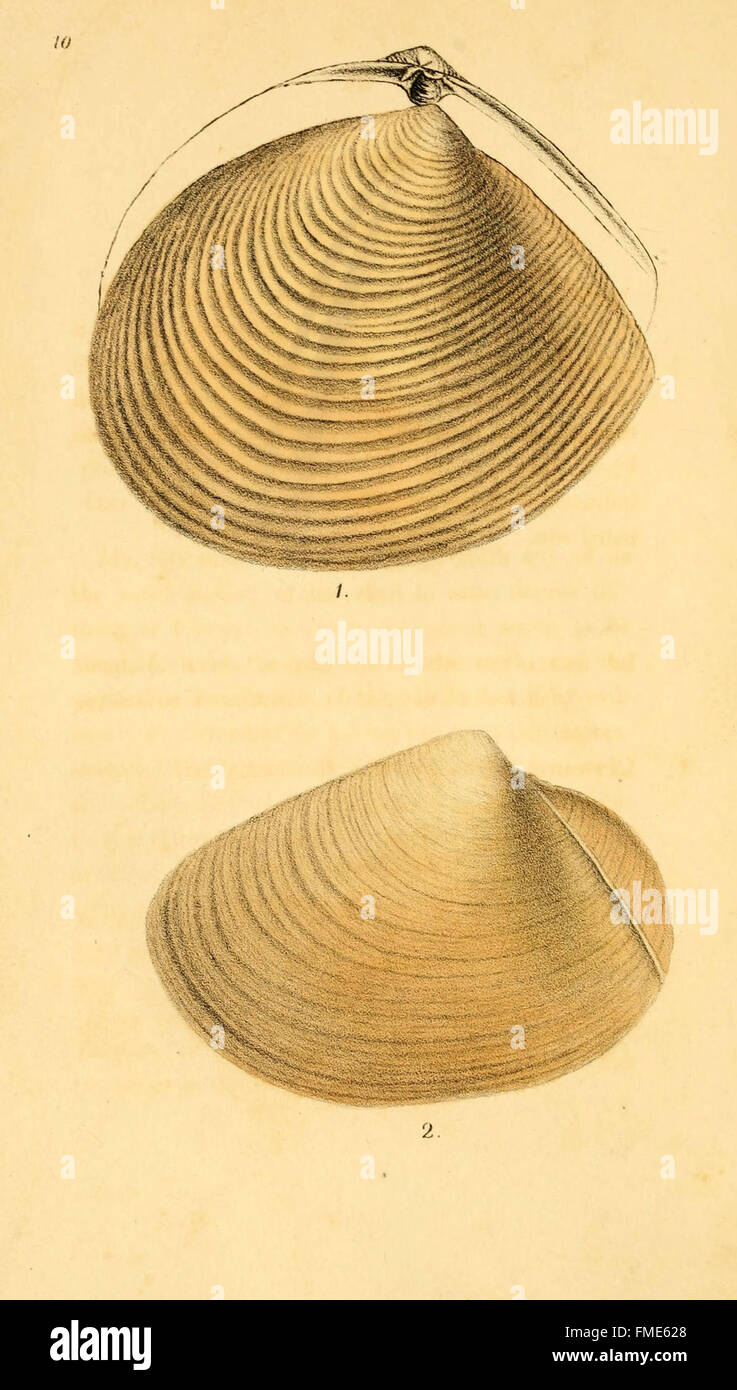 Conchology drawing hi-res stock photography and images - Alamy