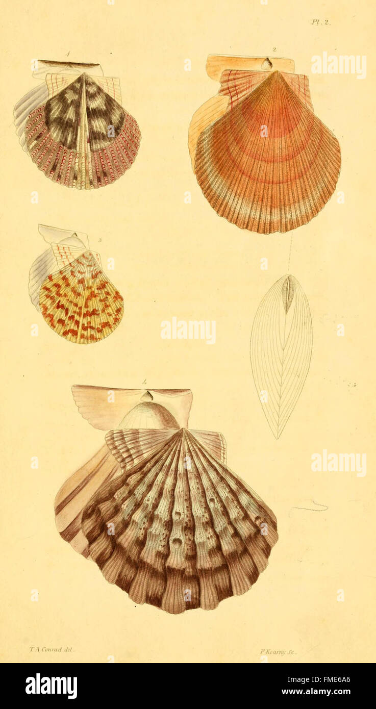 Conchology drawing hi-res stock photography and images - Alamy