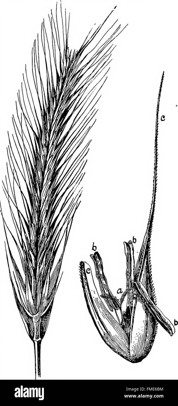 'Lessons with Plants' (1907) provides practical suggestions for ...