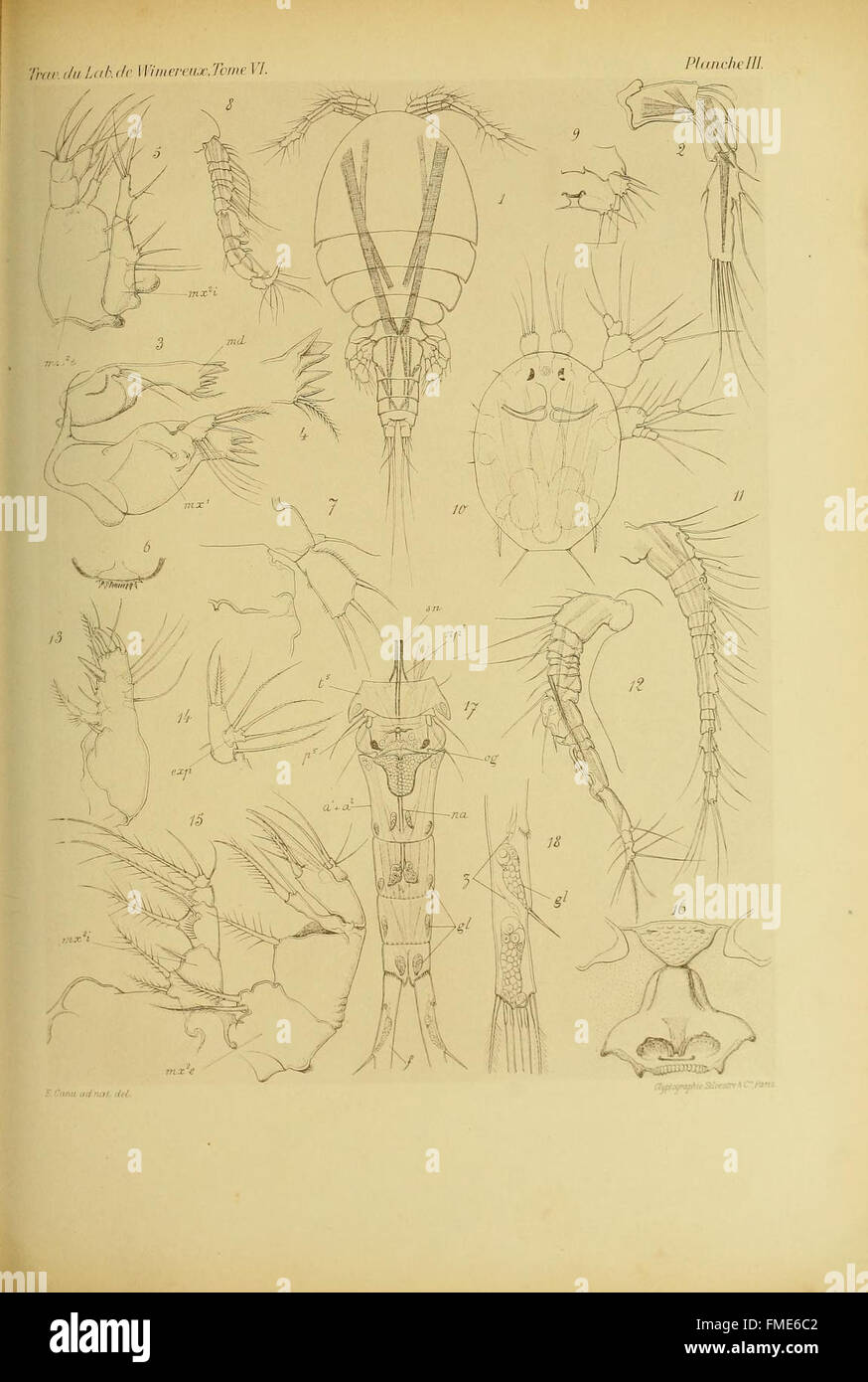 This plate illustrates the copepods (small crustaceans) from the ...