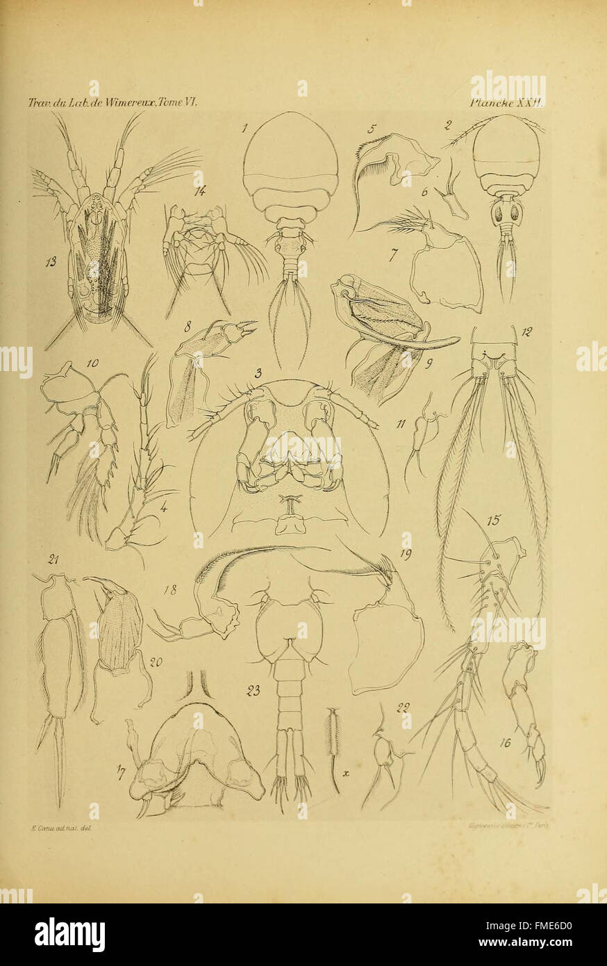 A scientific illustration of copepods found in the Boulogne area of ...
