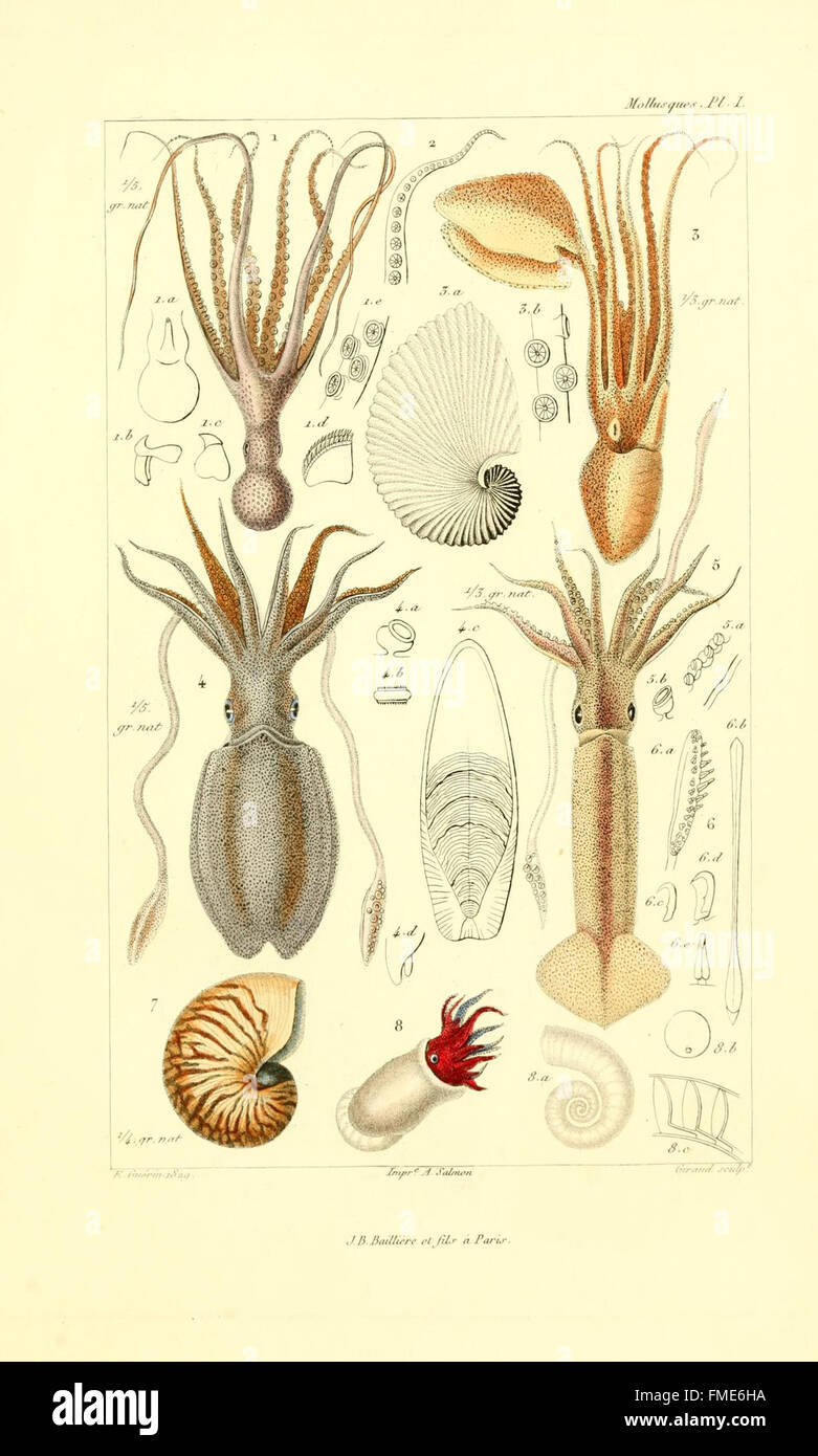 'Les Mollusques' (Plate 1) is a detailed study of mollusks, presenting ...