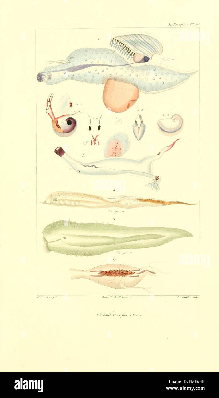Plate 10 from 'Les Mollusques' illustrates various mollusk species ...