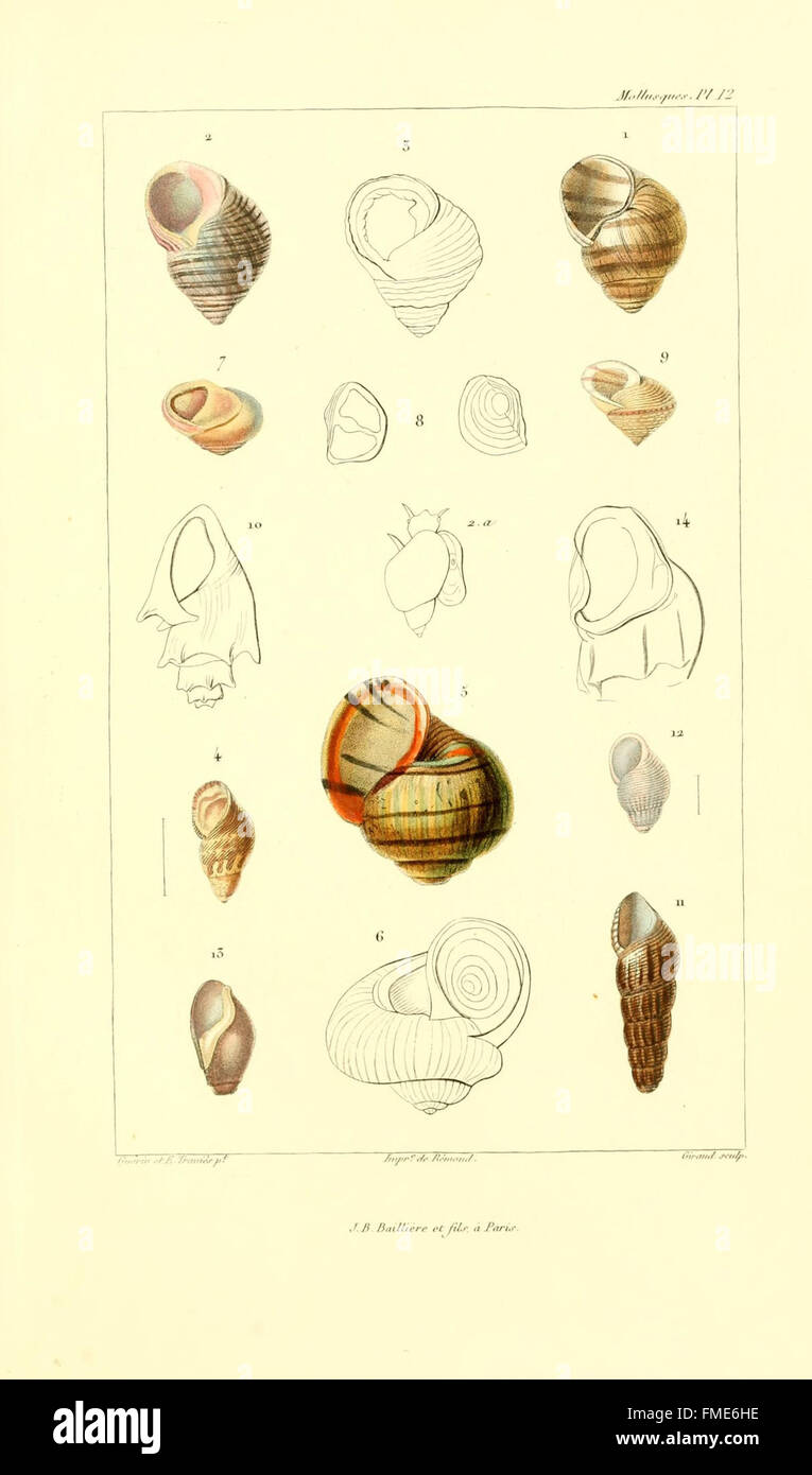 Plate 12 from 'Les Mollusques' illustrates various species of mollusks ...