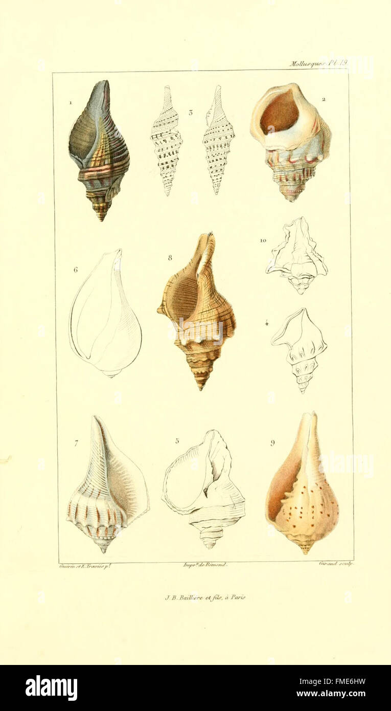 'Les Mollusques' (Plate 19) offers a detailed illustration of various ...