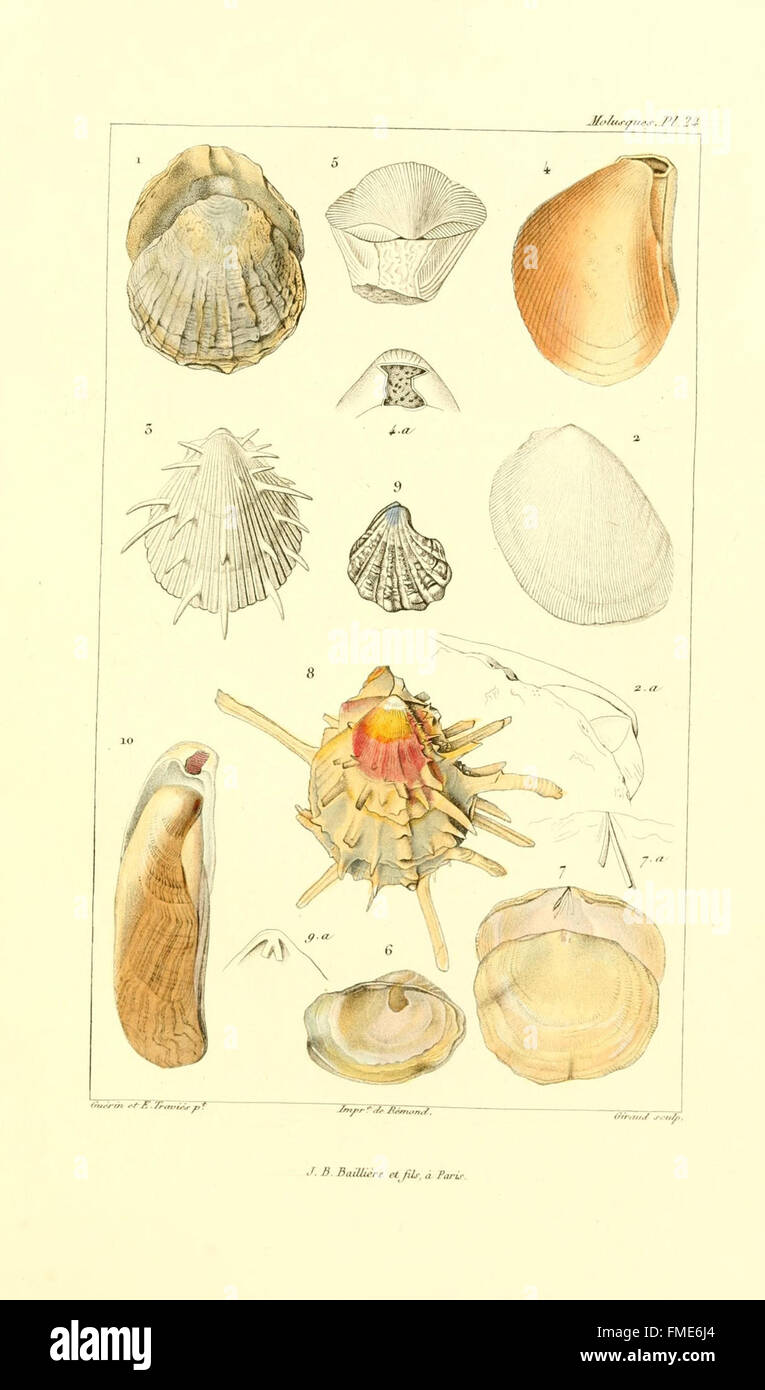 Les mollusques hi-res stock photography and images - Alamy