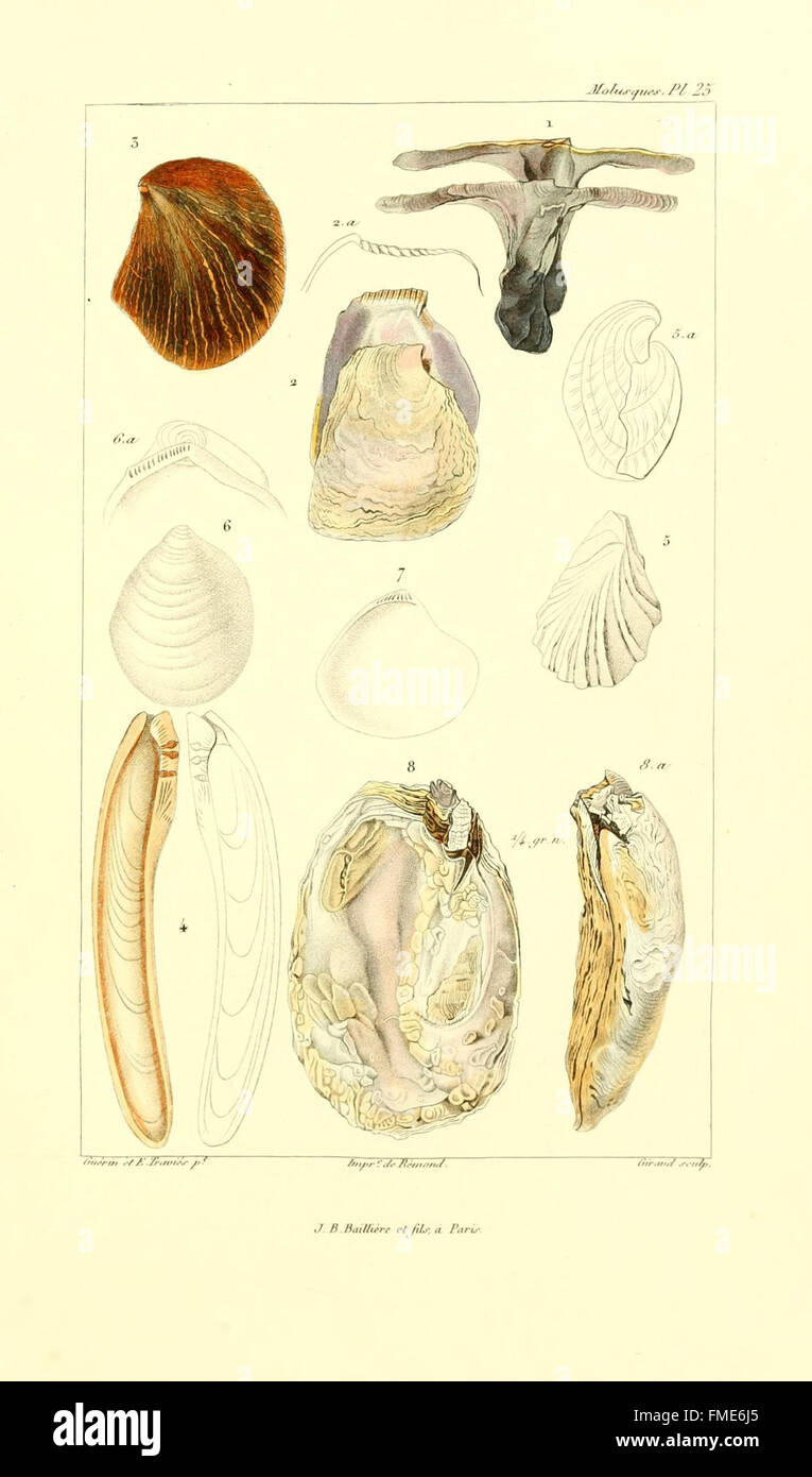 Plate 25 from 'Les mollusques', illustrating various mollusk species ...