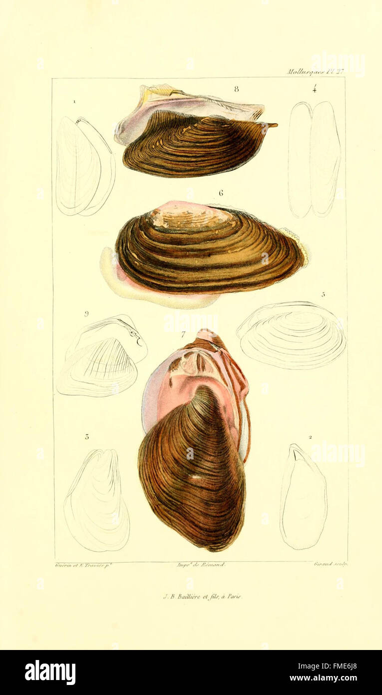 Les mollusques (Pl. 27 Stock Photo - Alamy