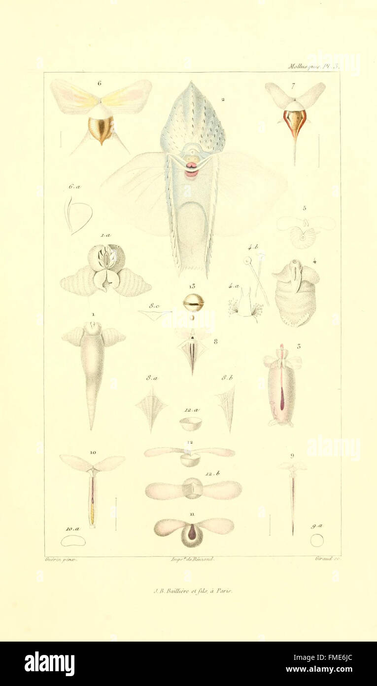 Plate 3 of 'Les Mollusques' illustrates various mollusk species, with ...