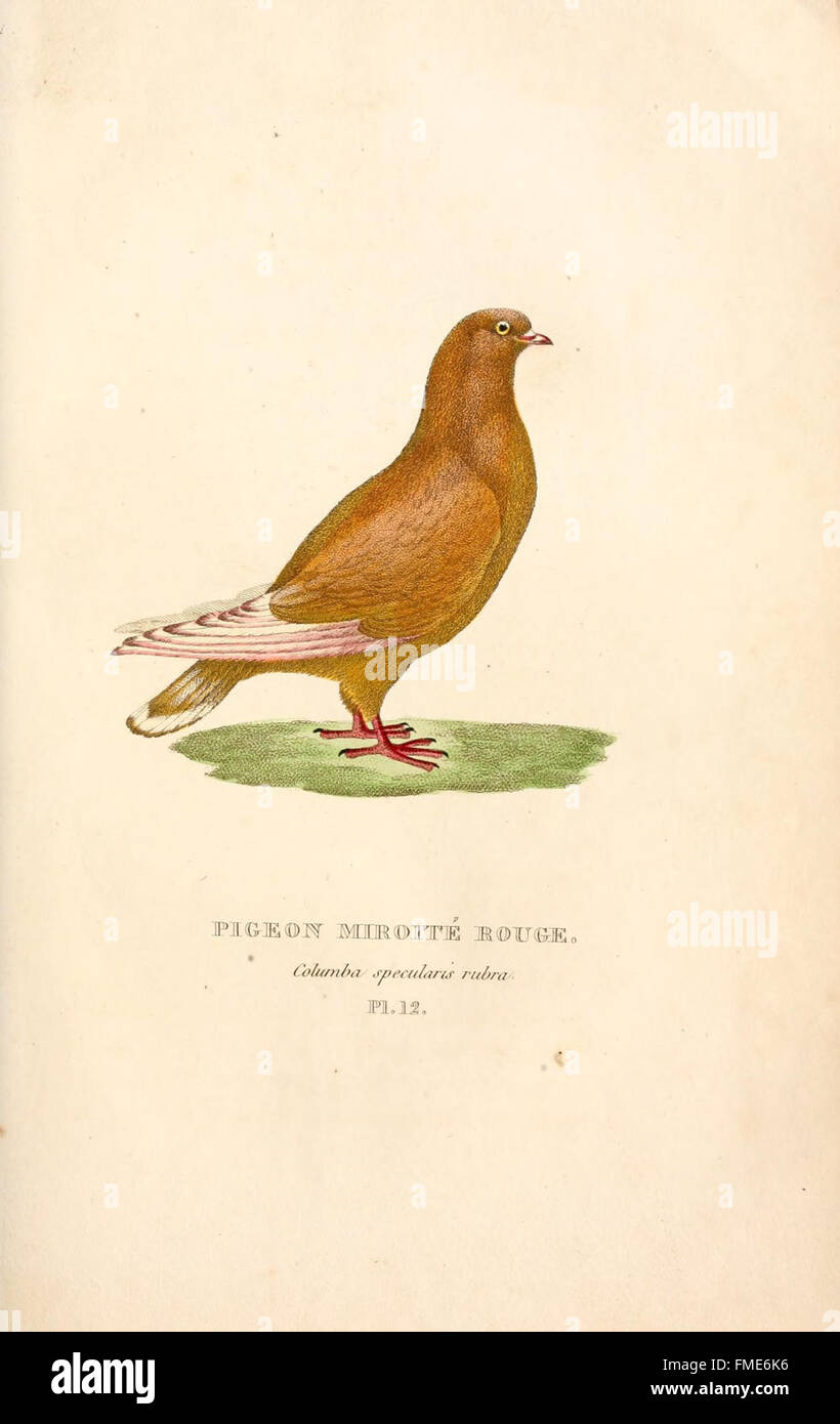 Various species of pigeons hi-res stock photography and images - Alamy