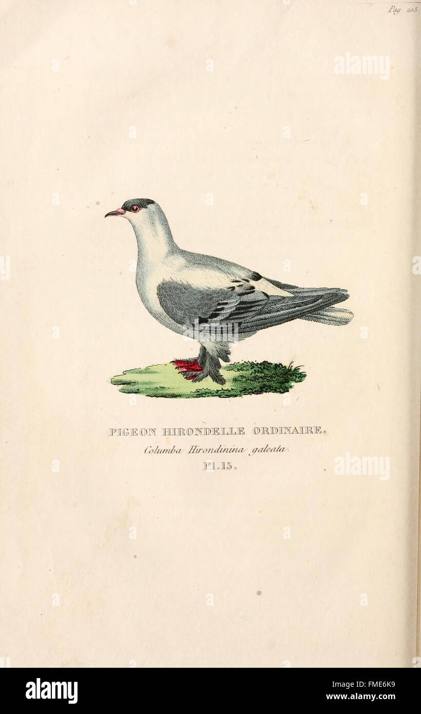 Plate 15 from 'Les Pigeons' illustrates various pigeon breeds ...