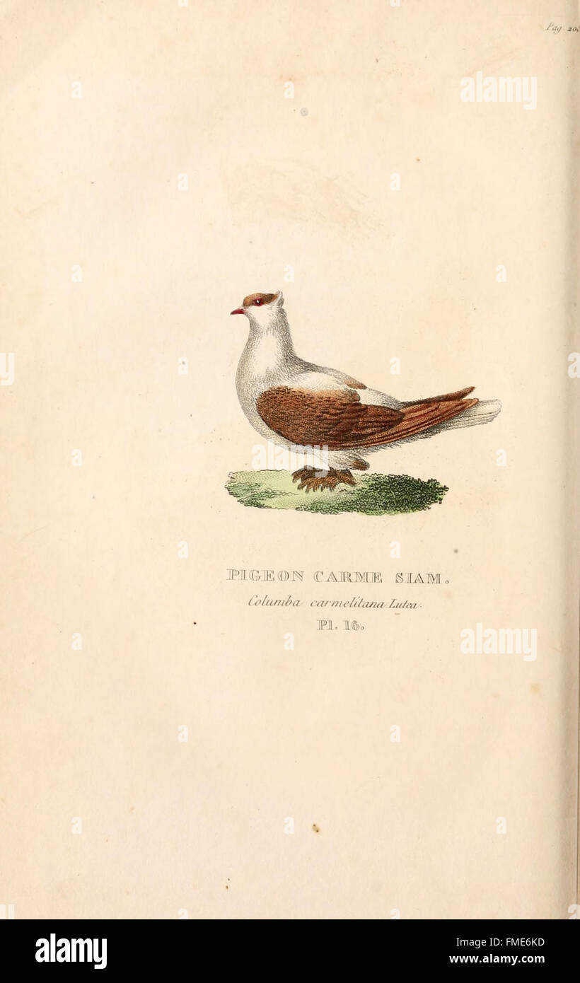 Plate 16 of 'Les Pigeons' illustrates various pigeon species, detailing ...
