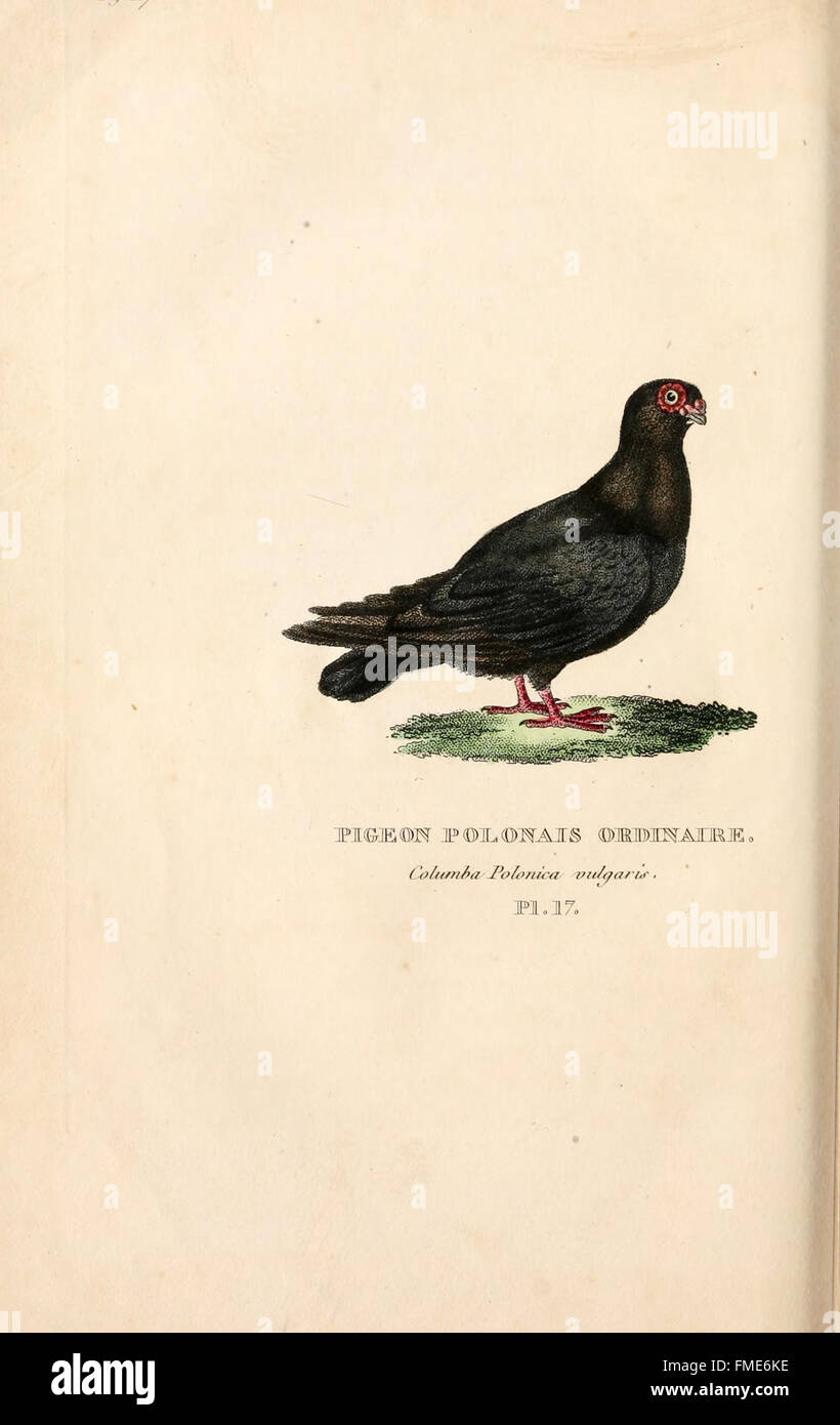 Various species of pigeons hi-res stock photography and images - Alamy