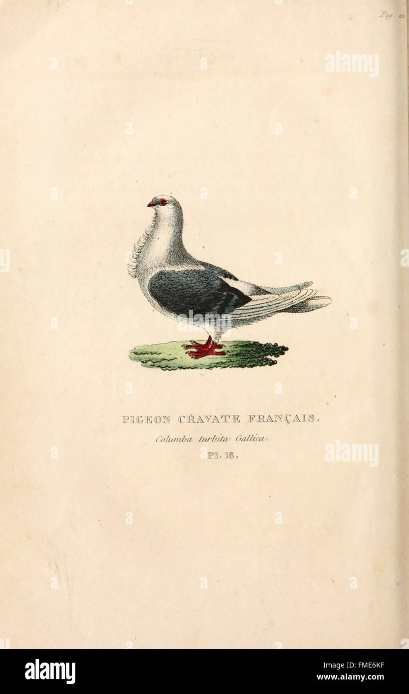 ‘Les Pigeons’, a botanical plate (Plate 18), features illustrations of ...