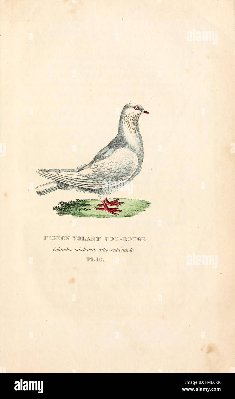 Plate 19 from *Les Pigeons* illustrates various pigeon species ...