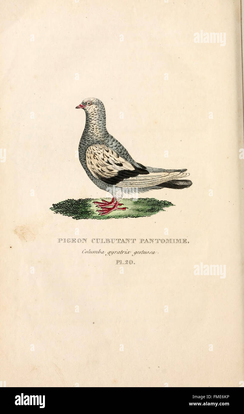 'Les Pigeons' (Plate 20) presents a detailed study of pigeon species ...