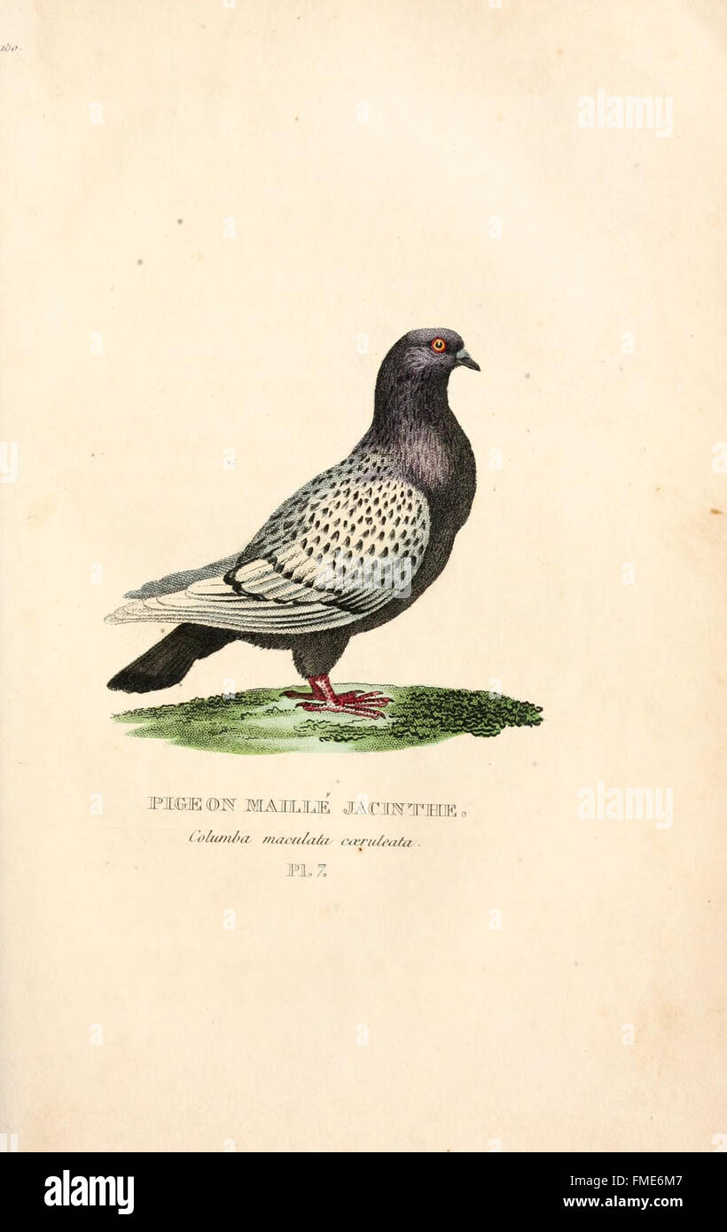 This plate illustrates various species of pigeons, showcasing their ...
