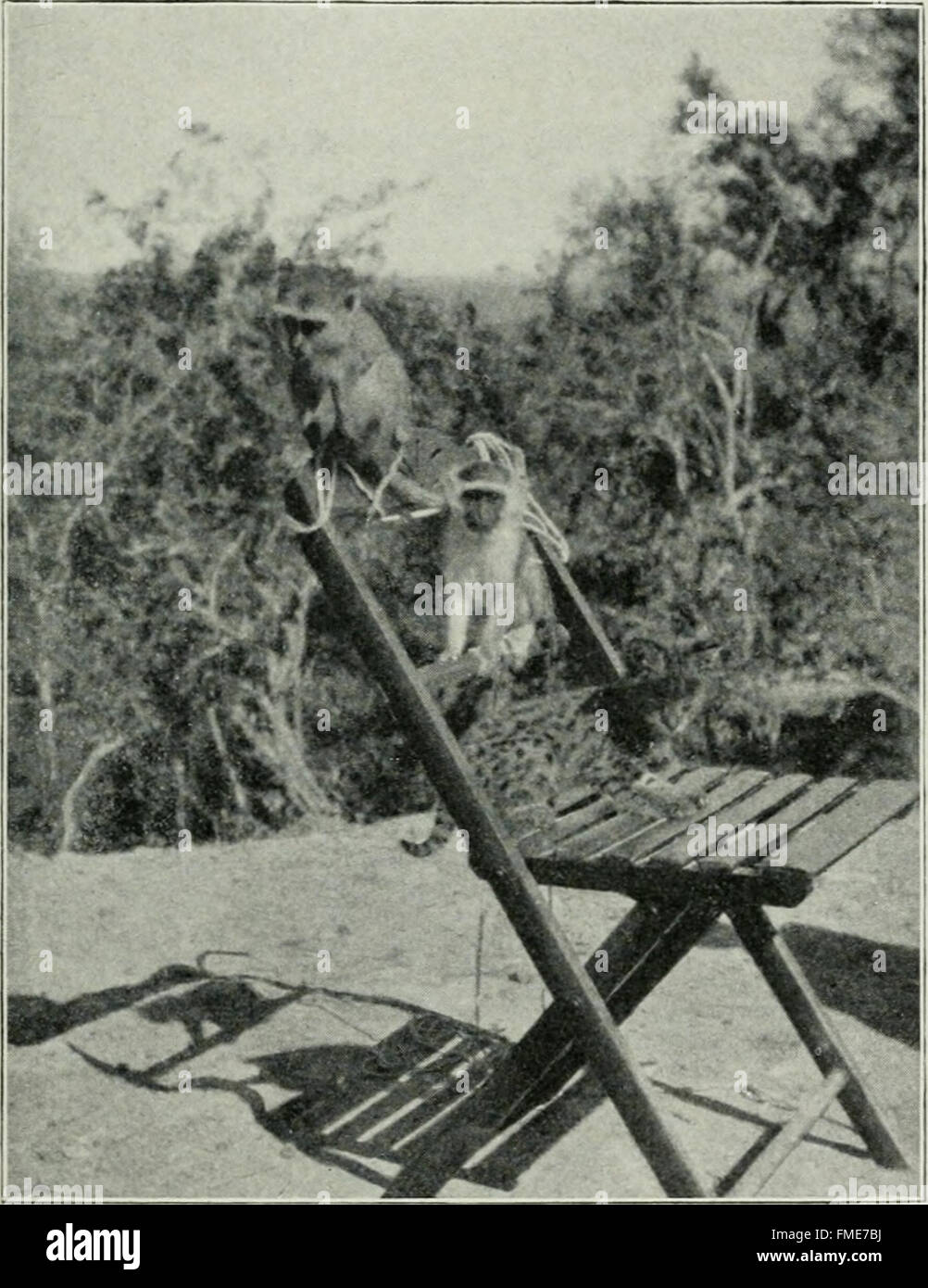 This 1912 publication discusses the Tendaguru expedition, a German ...