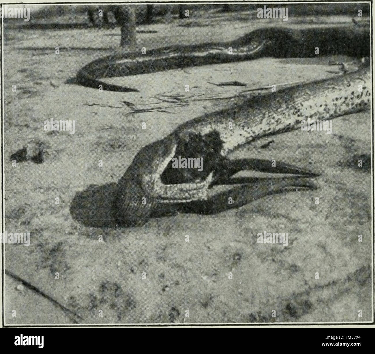 Published in 1912, this German work details the Tendaguru Expedition, a ...