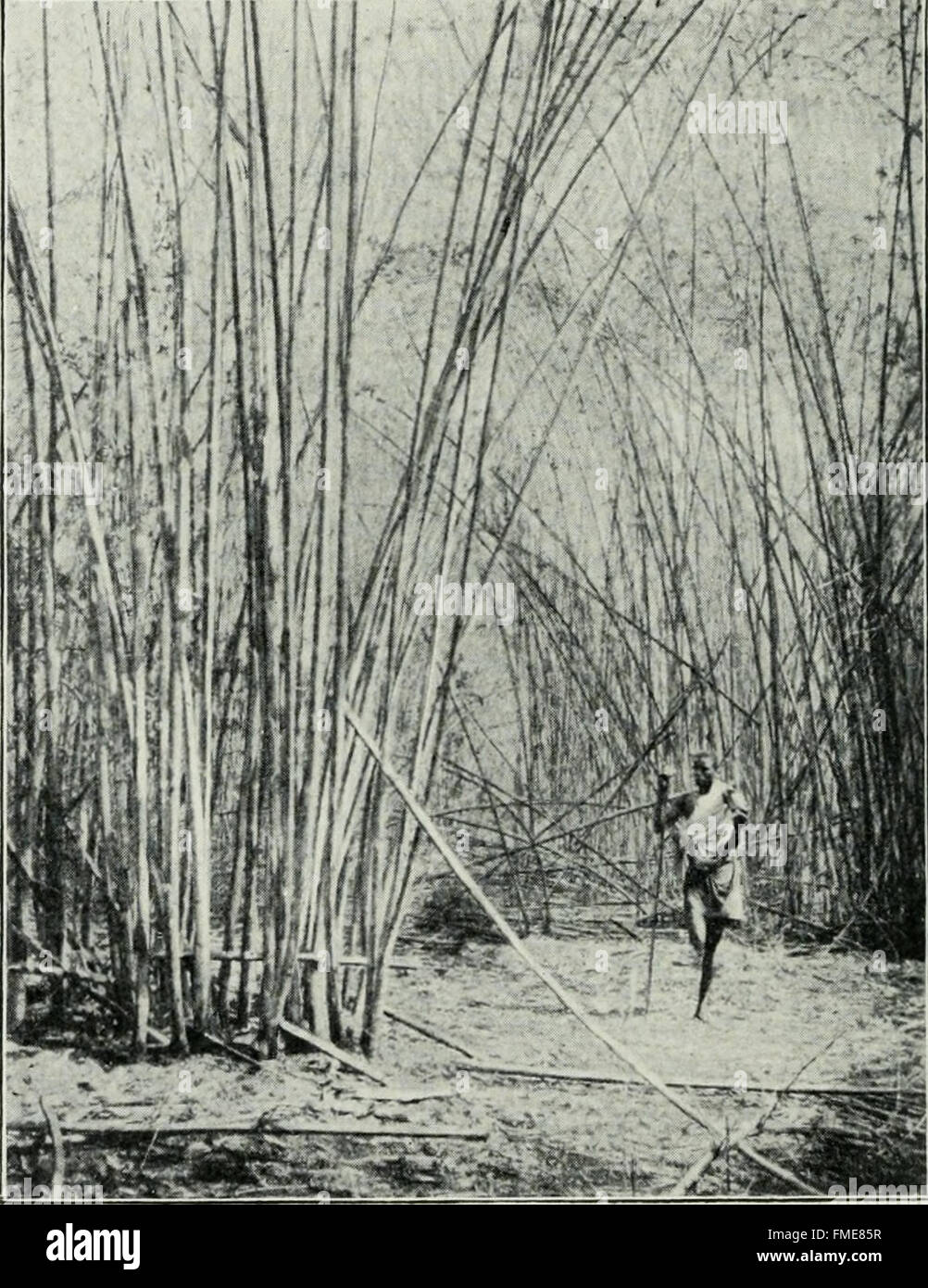 The book 'Am Tendaguru' (1912) details the life and work of a German ...
