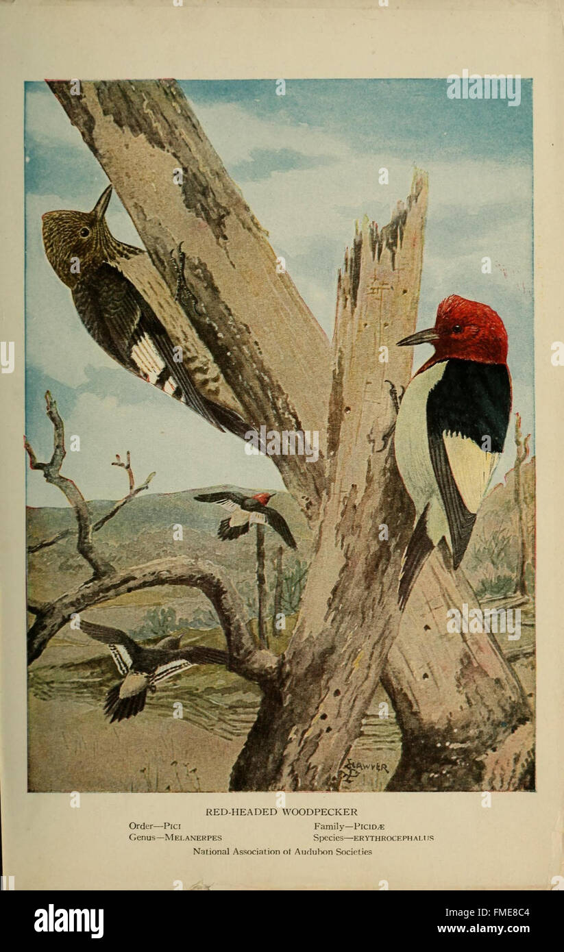 Plate 4 from 'Little Friends in Feathers' illustrates various small ...