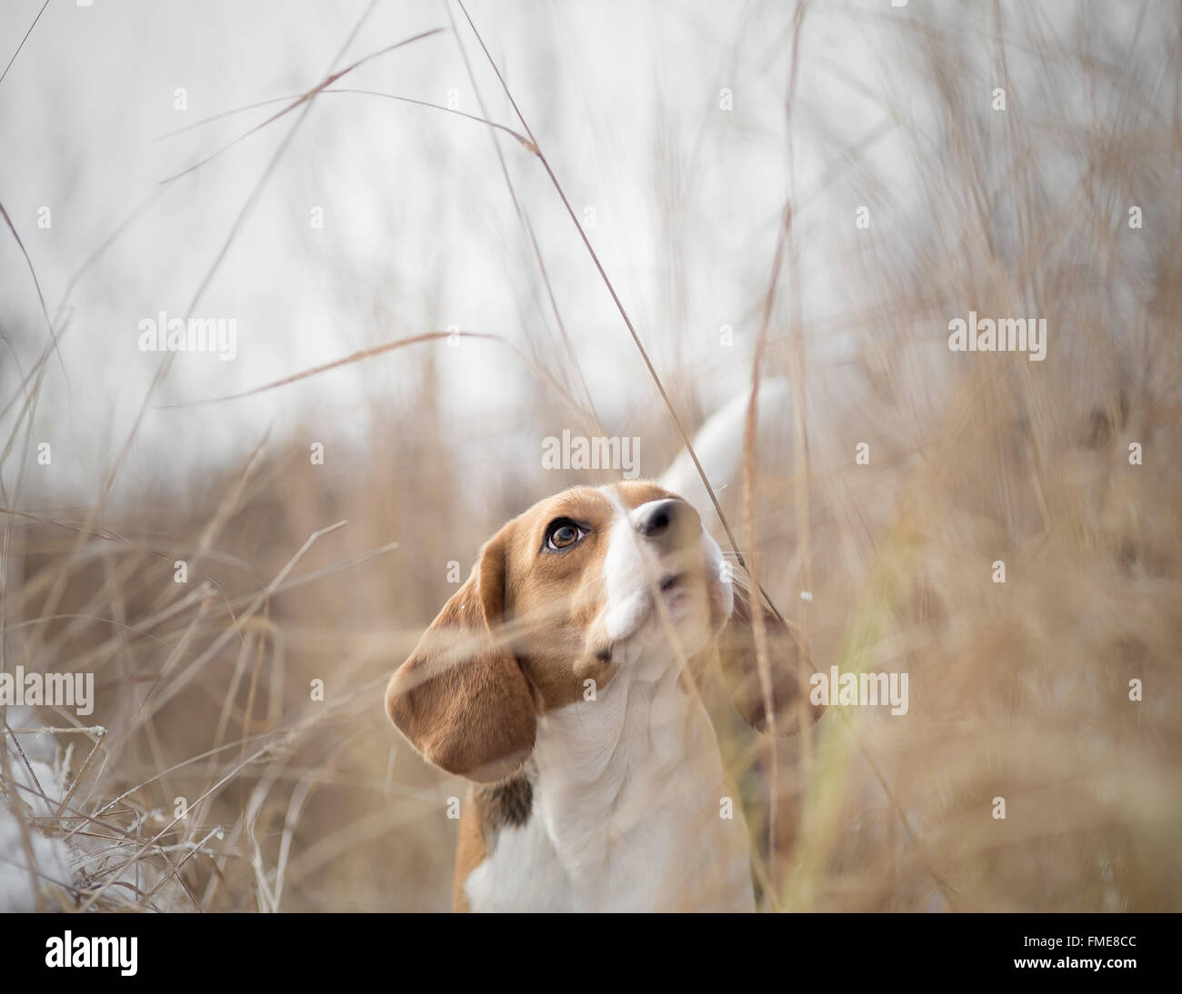 Beagle dog looking up in deep yellow grass Stock Photo - Alamy